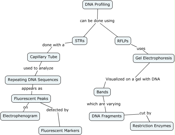 DNA Profiling - How is DNA profiling accomplished?